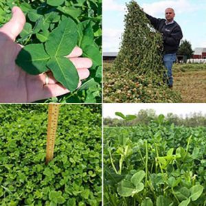 Best Forage | FIXatioN Balansa Clover | Non-Bloating Legume