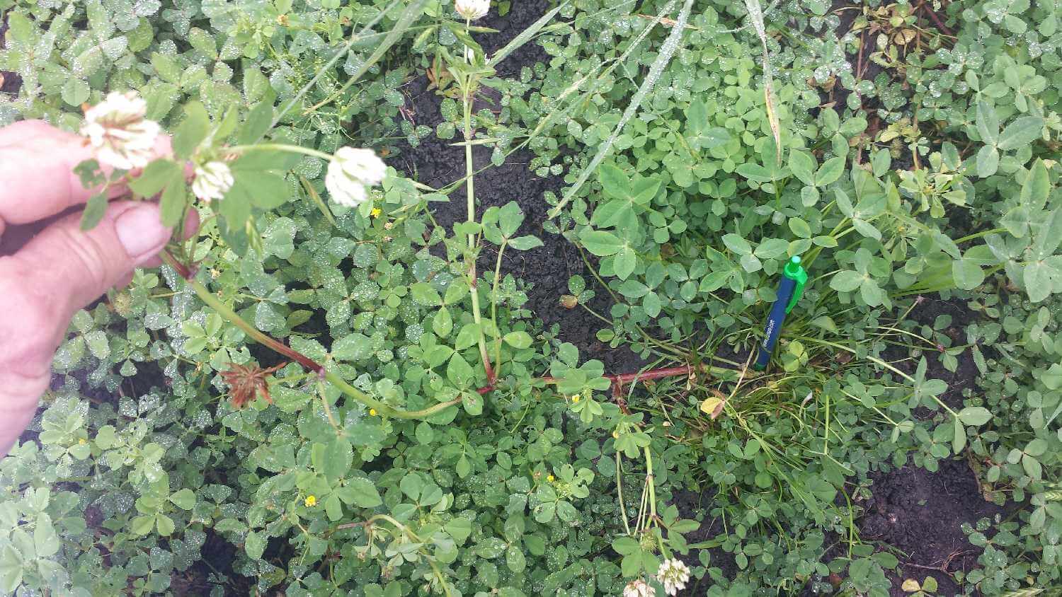 FIXatioN in Texas - College Station/TX - FIXatioN balansa clover