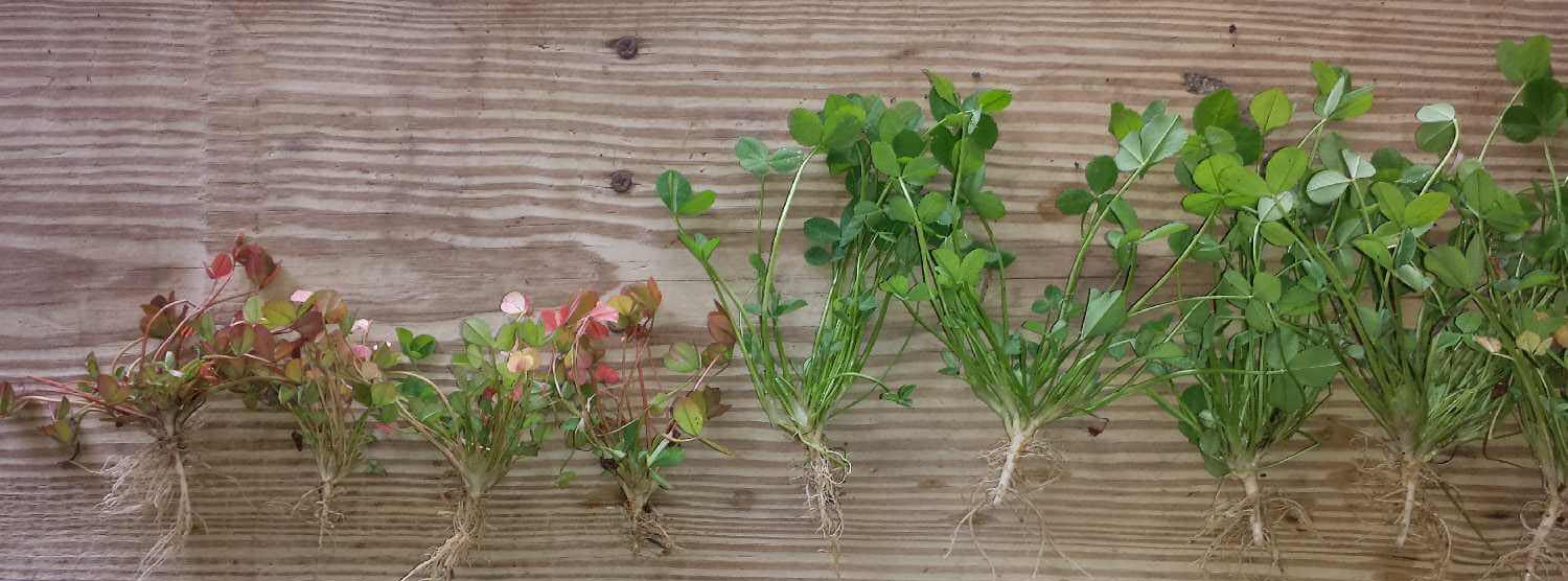 FIXatioN in Texas - College Station/TX - FIXatioN balansa clover