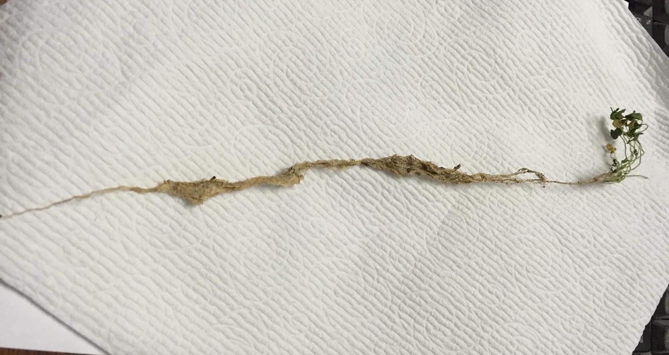 Balansa Root Pics - Fort Wayne/IN - FIXatioN balansa clover