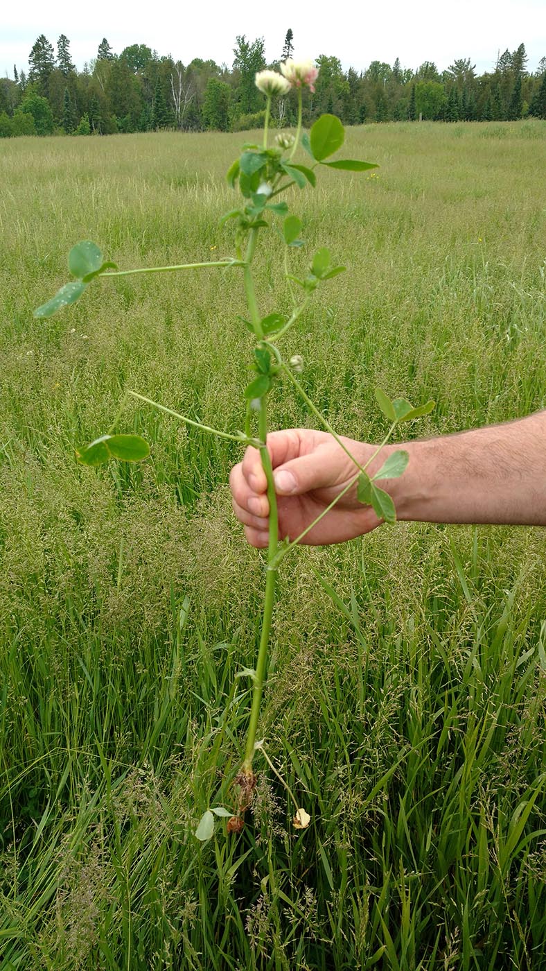 FIXatioN with Red & Ladino Clover - Dafter/MI - FIXatioN balansa clover