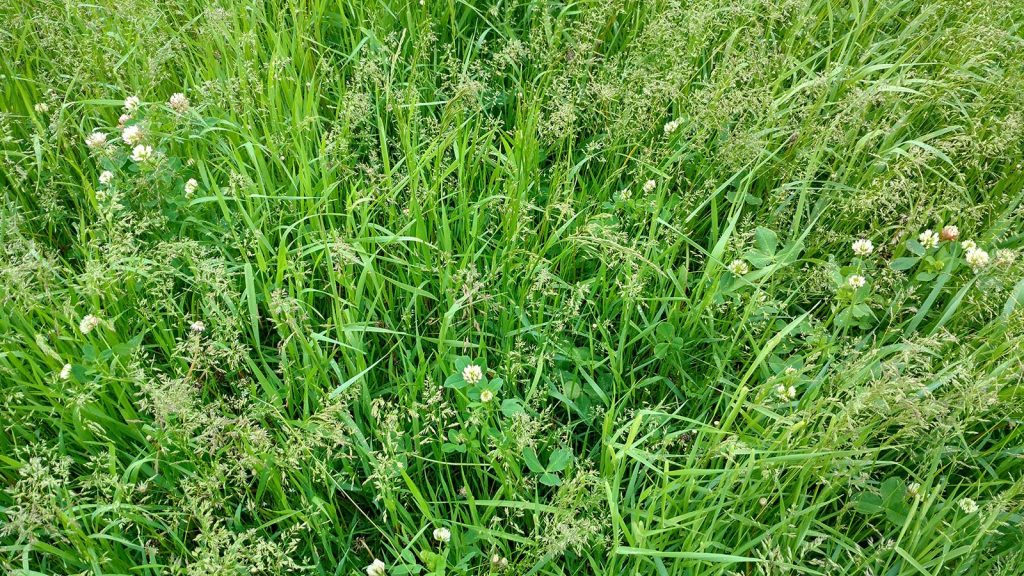 April 5, 2019 - FIXatioN balansa clover
