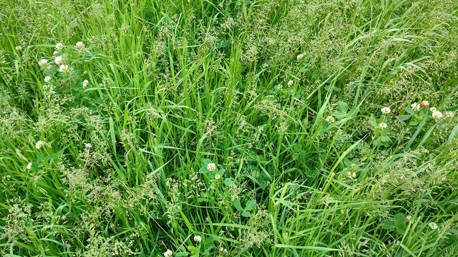 FIXatioN with Red & Ladino Clover - Dafter/MI - FIXatioN balansa clover