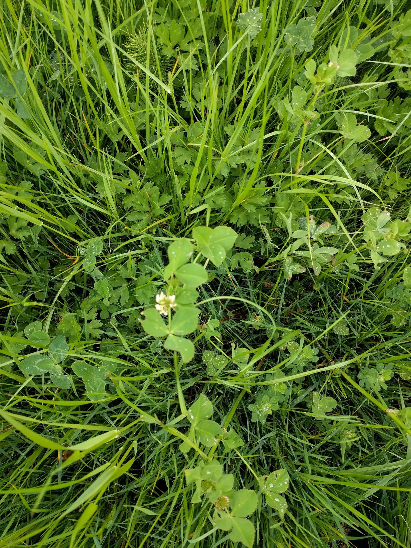 First FIXatioN flower of the season - Redmond/WA - FIXatioN balansa clover