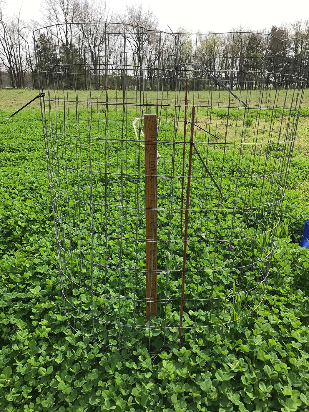 Purdue University Annual Clover Forage Production Trial 2017 - West ...