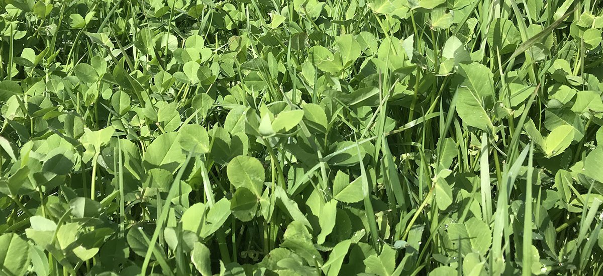 FIXatioN Balansa Clover Oregon State University - Corvallis/OR ...