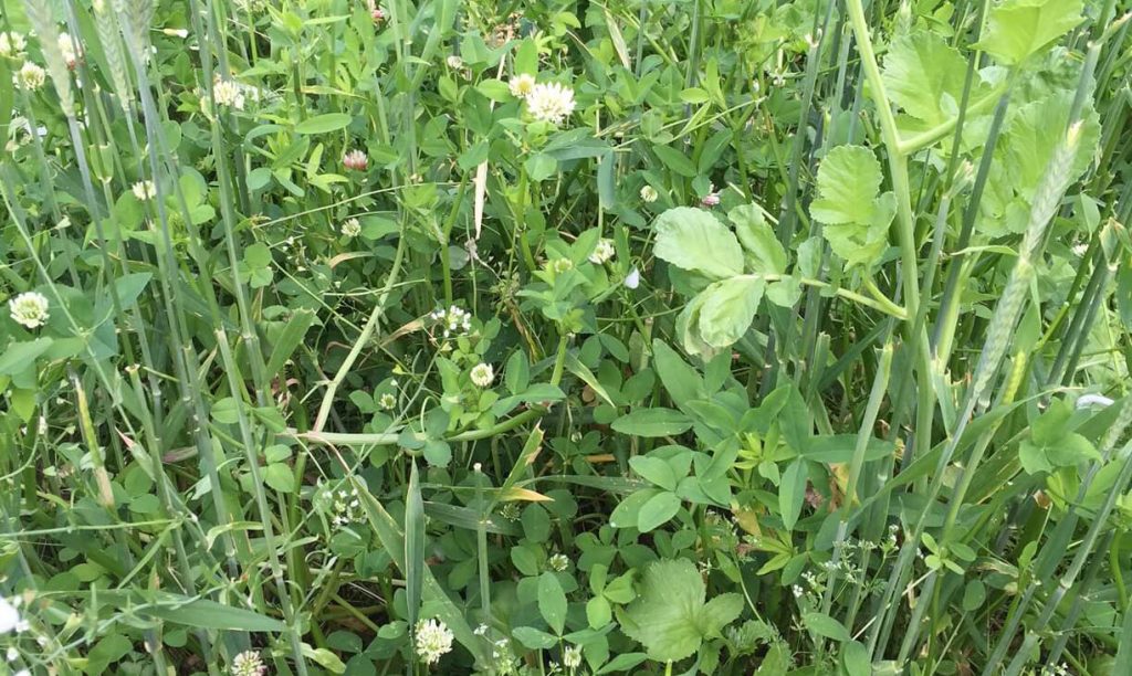 April 9, 2019 - FIXatioN balansa clover