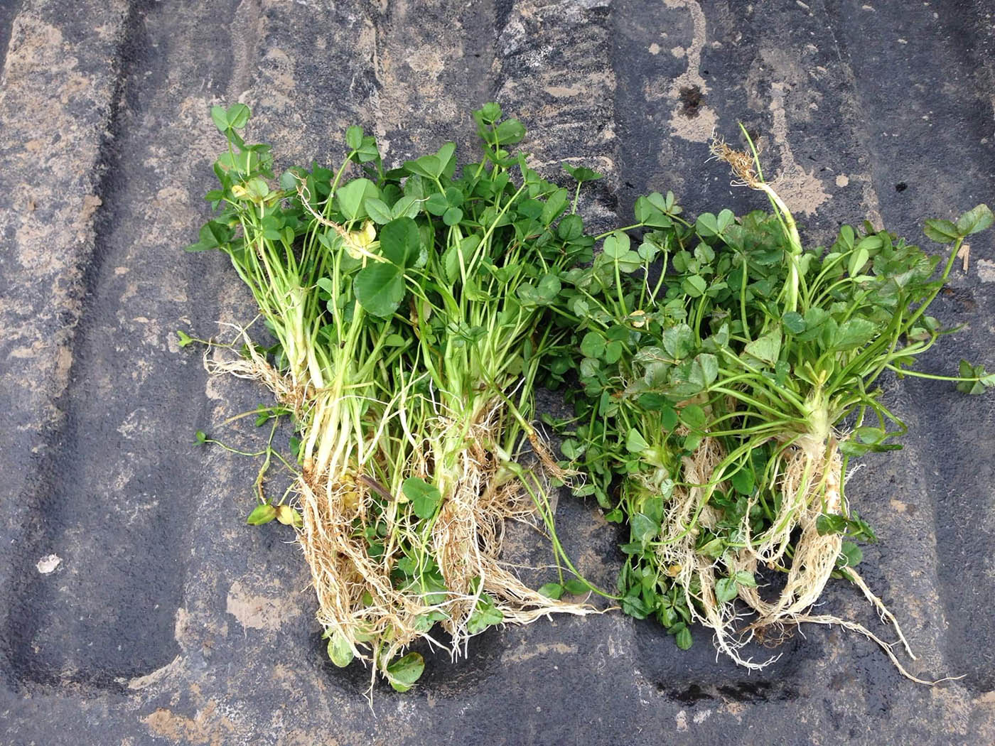 FIXatioN Balansa Plants from Seed Production Fields - Shedd/OR ...