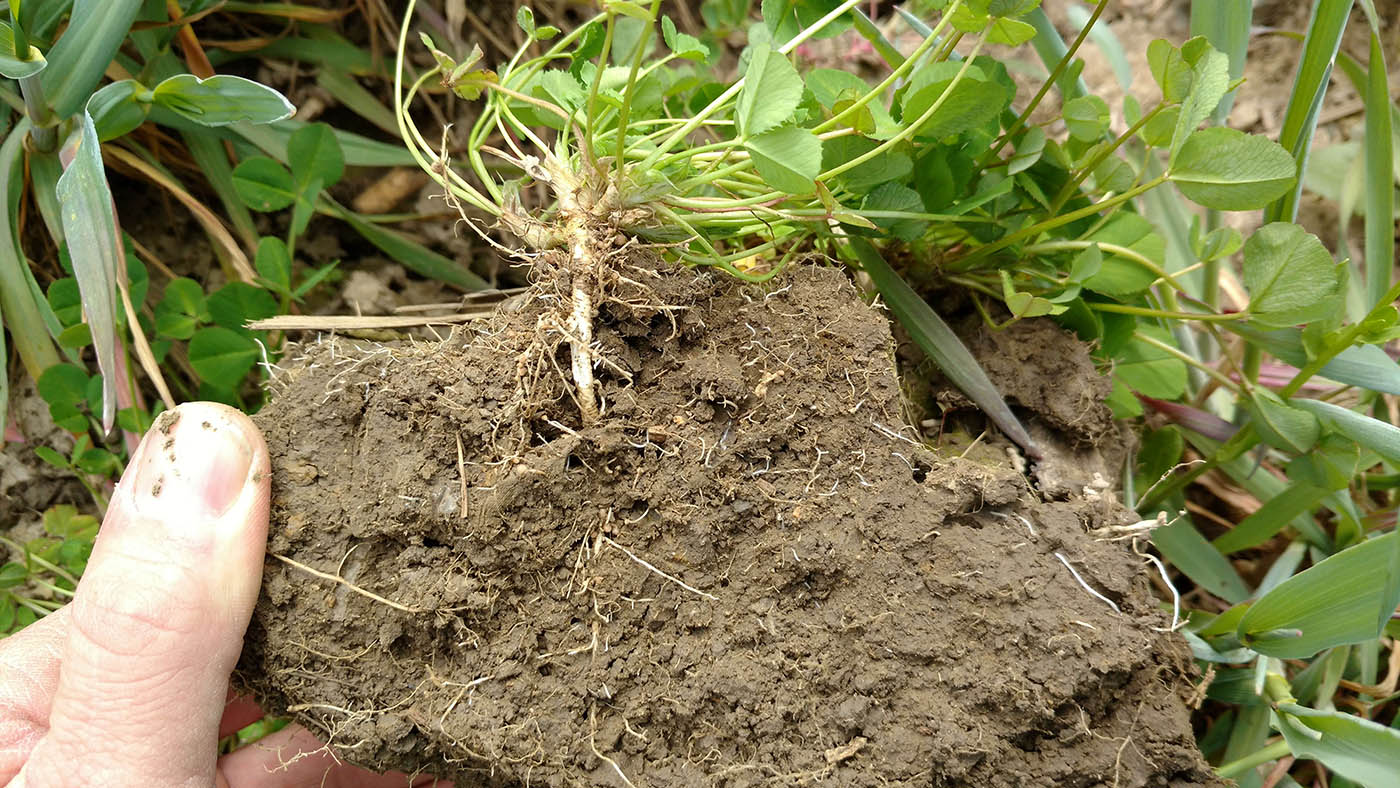 FIXatioN Balansa on-farm Trial - Dafter/MI - FIXatioN balansa clover