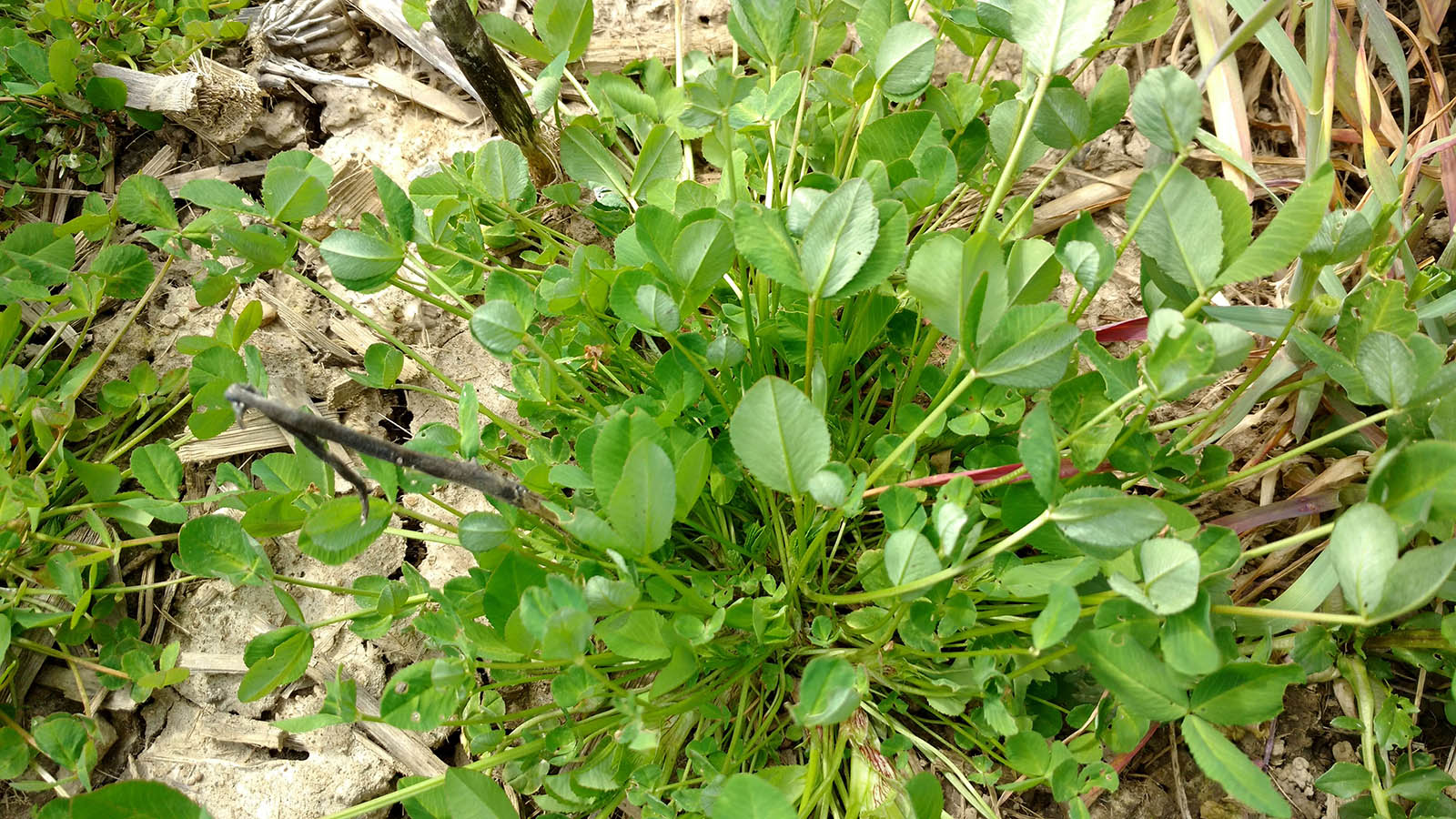 FIXatioN Balansa on-farm Trial - Dafter/MI - FIXatioN balansa clover