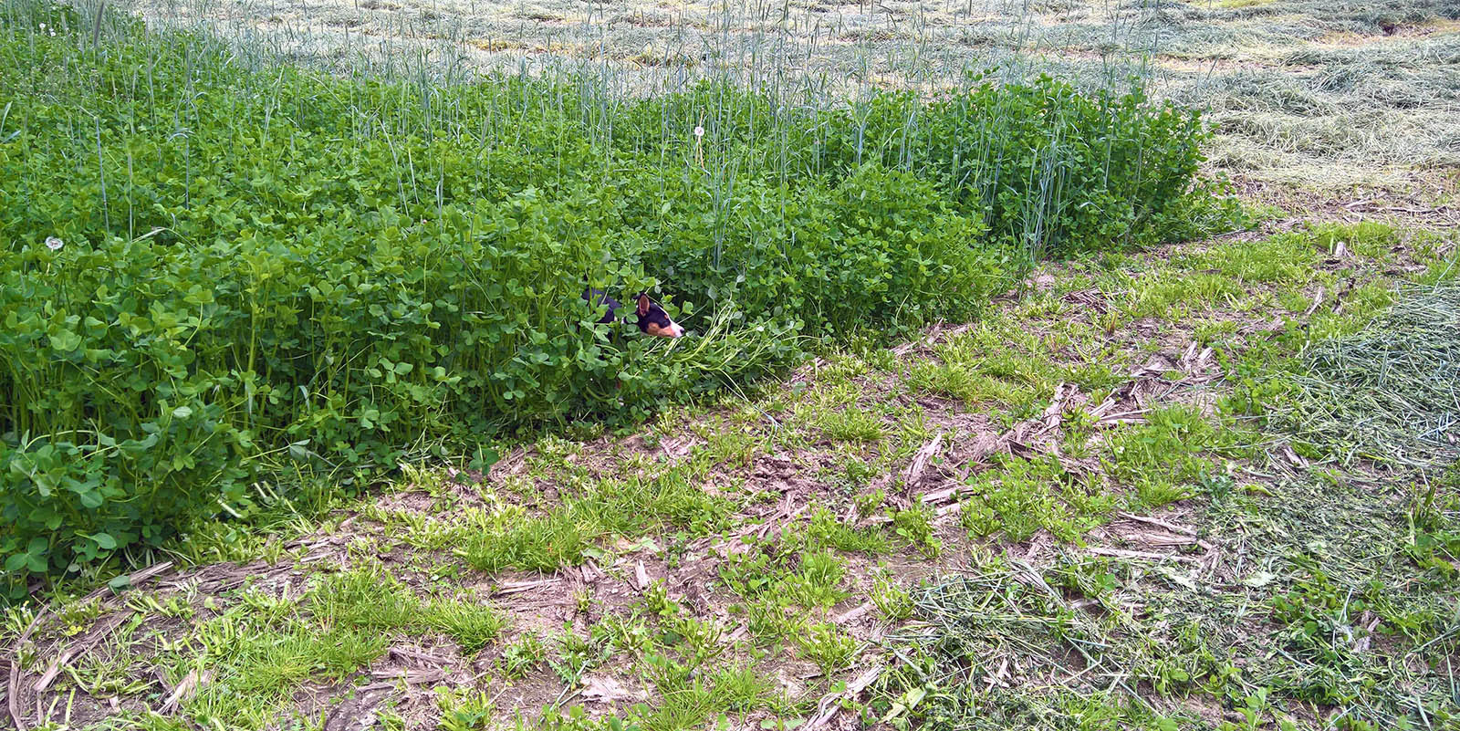 FIXatioN & Triticale for Grazing and Silage - Lynden/WA - FIXatioN ...