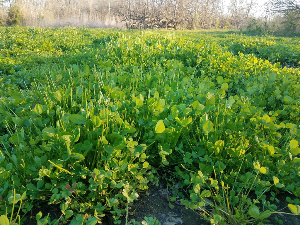 April 9, 2019 - FIXatioN balansa clover