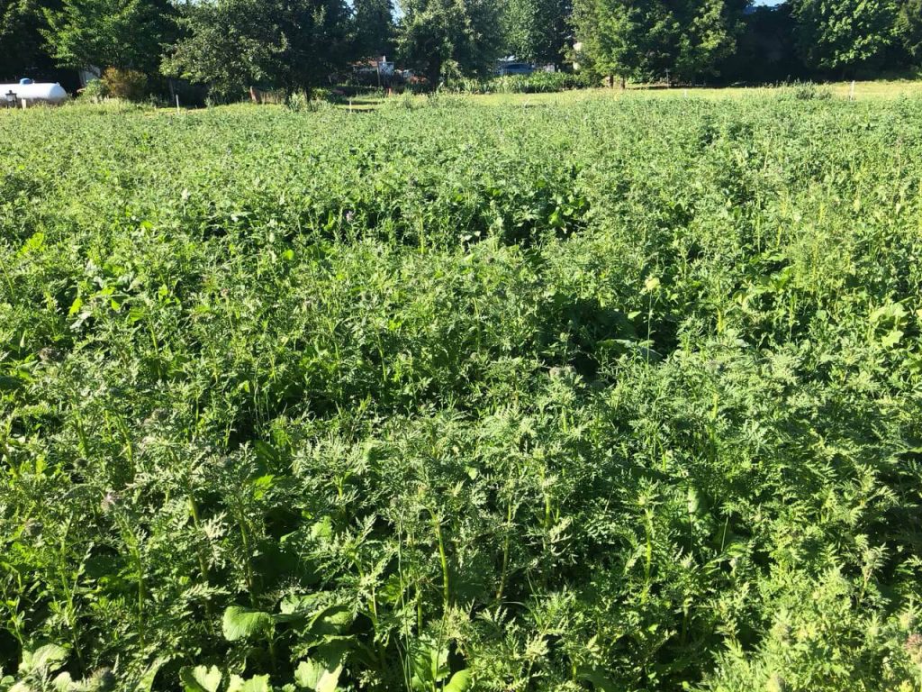 April 10, 2019 - FIXatioN balansa clover