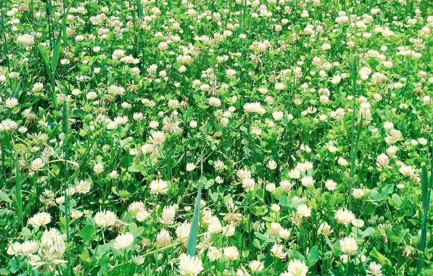 Surviving Drought and Cold - Champaign/IL - FIXatioN balansa clover