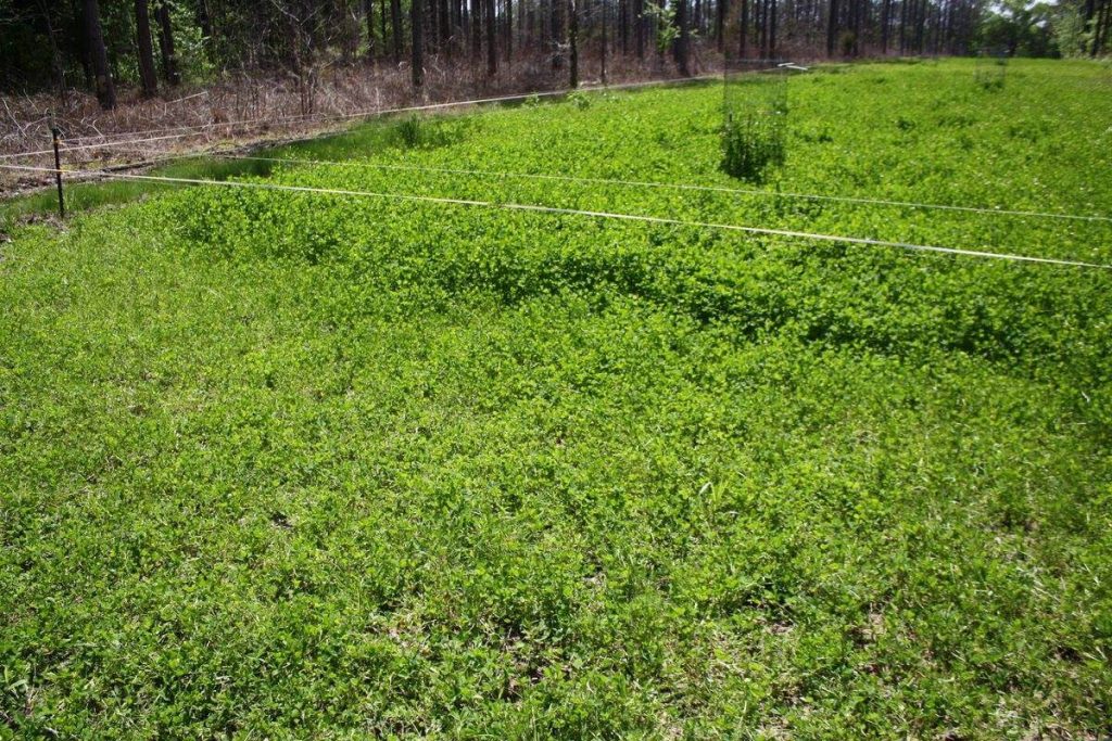 WILDLIFE - FIXatioN balansa clover