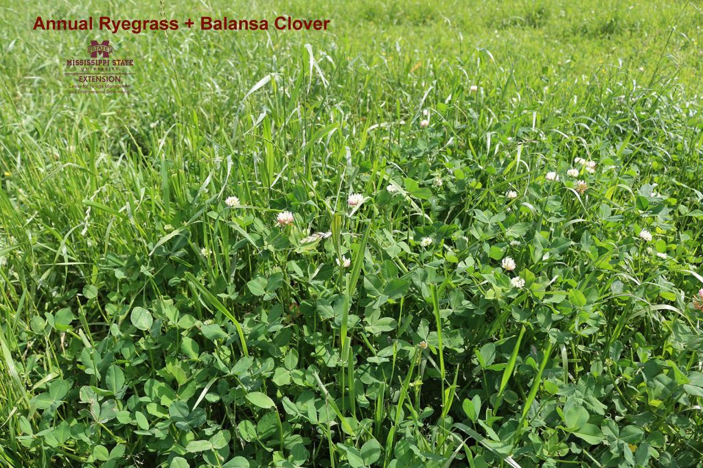 April 10, 2019 - FIXatioN balansa clover