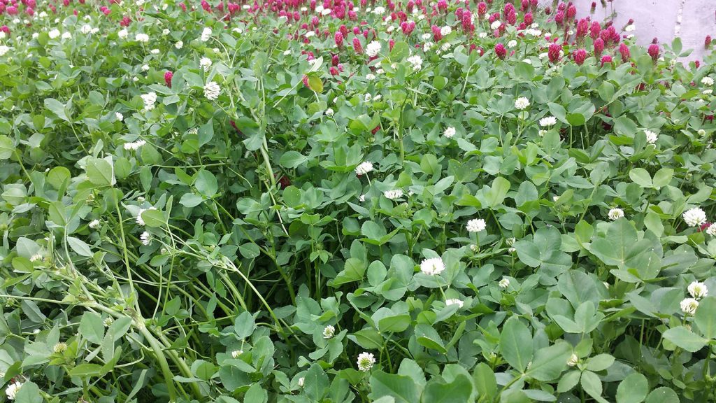 April 10, 2019 - FIXatioN balansa clover