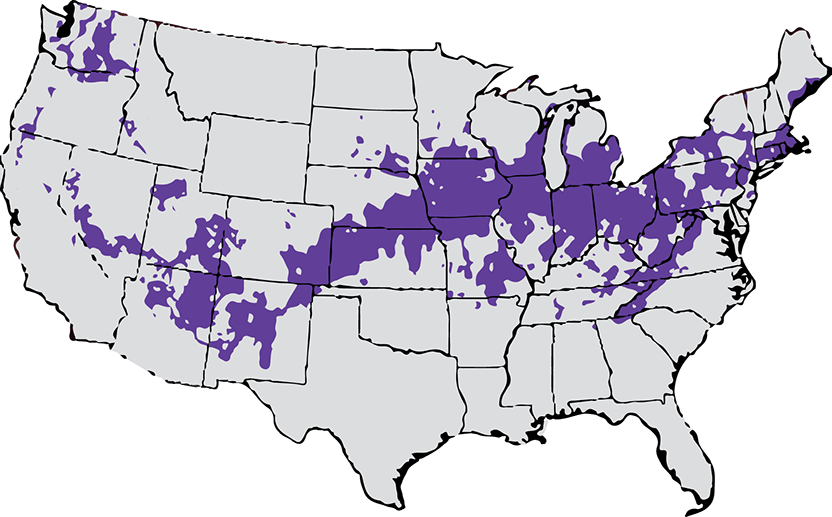 Planting – FIXatioN balansa clover