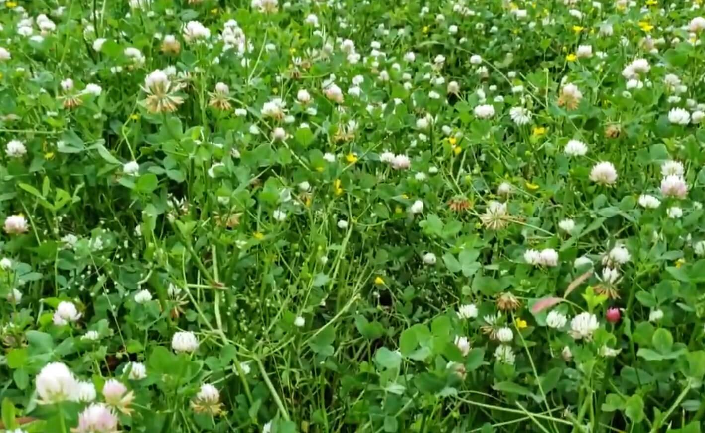 May 2019 Food Plot in AL - Eutaw/AL - FIXatioN balansa clover