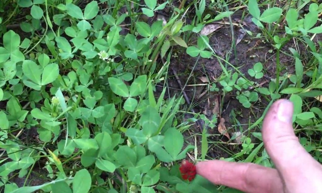 April 9, 2019 - FIXatioN balansa clover