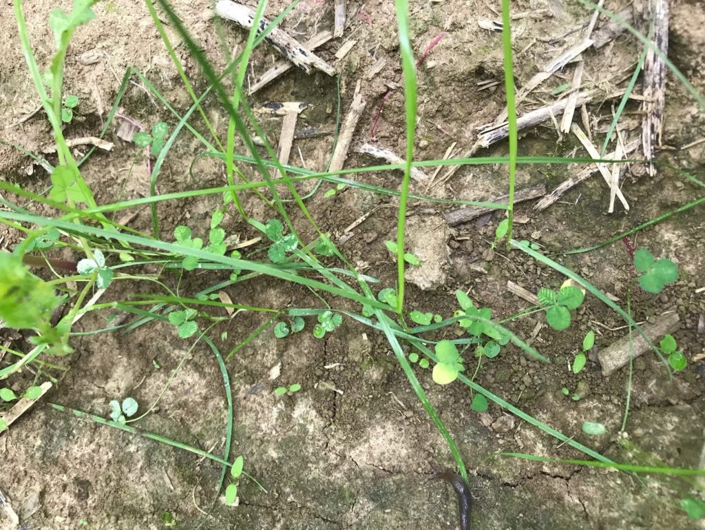 July 2019 - FIXatioN balansa clover