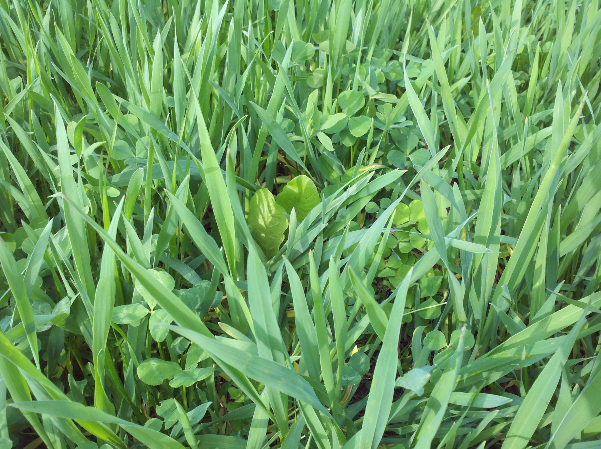 Killer Food Plots for Deer in the Woods- Selma/AL - FIXatioN balansa clover