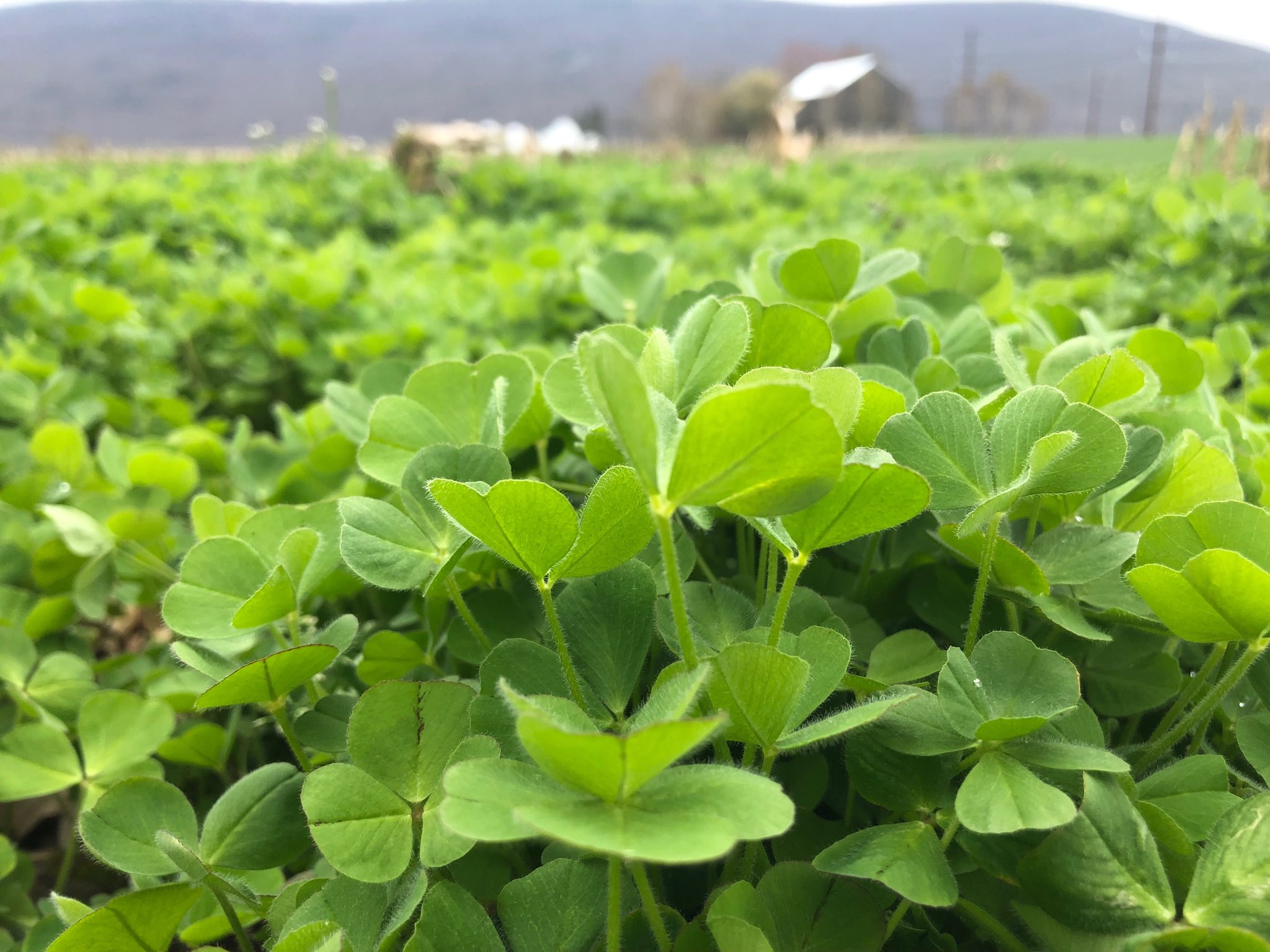 Cover crop mixes looking great in PA- Lock Haven/PA - FIXatioN balansa ...