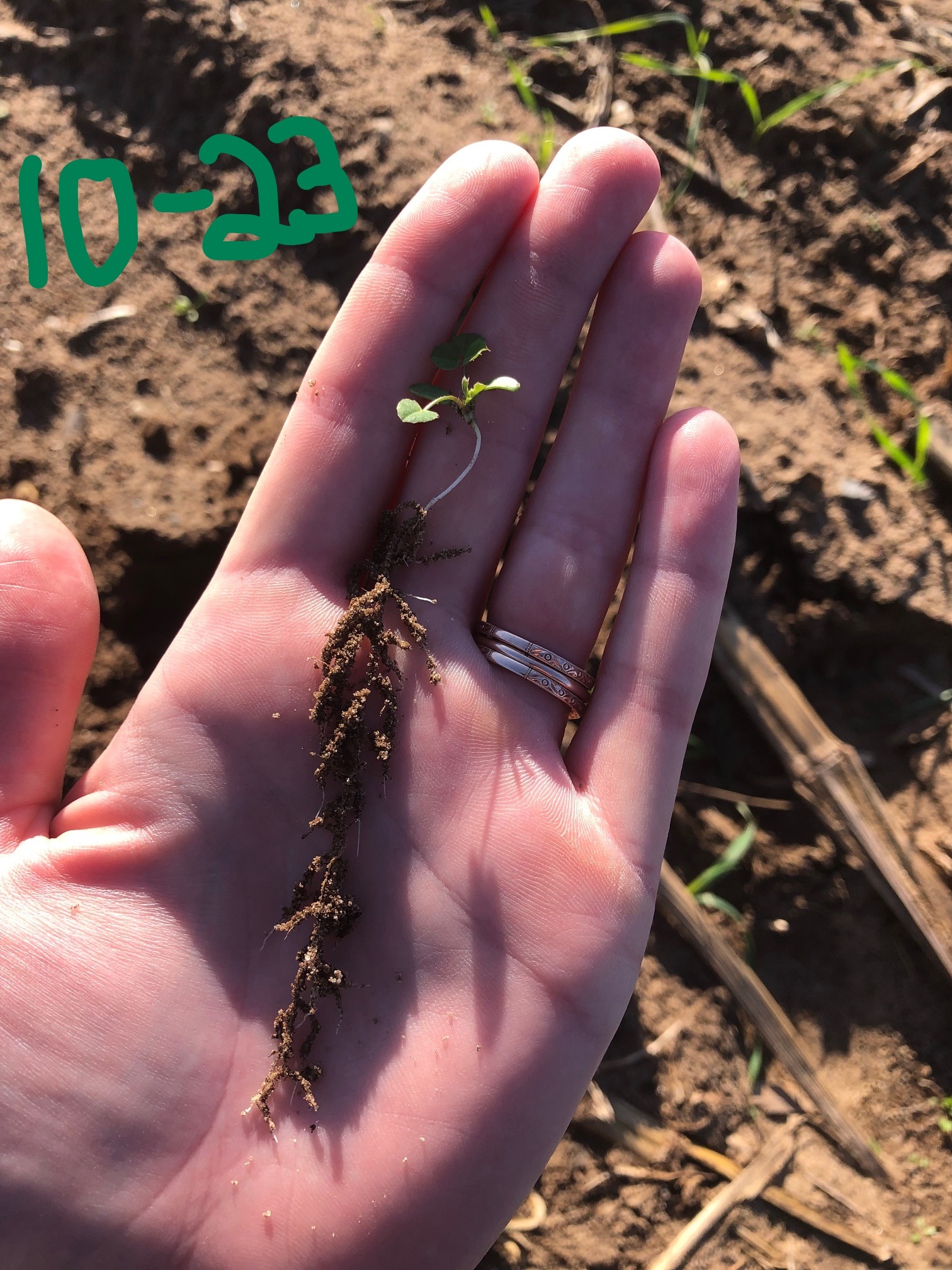 Fixation- planted in October in Northern Indiana- Argos/IN - FIXatioN ...