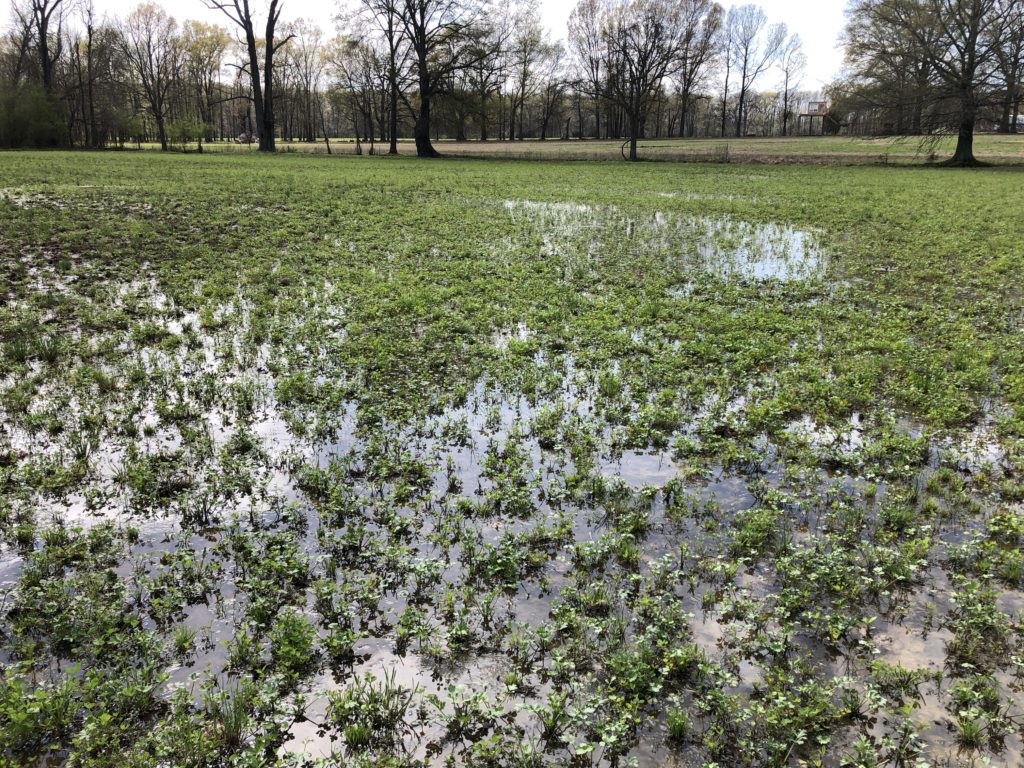 Fixation Growing in Water- Little Rock/Arkansas - FIXatioN balansa clover