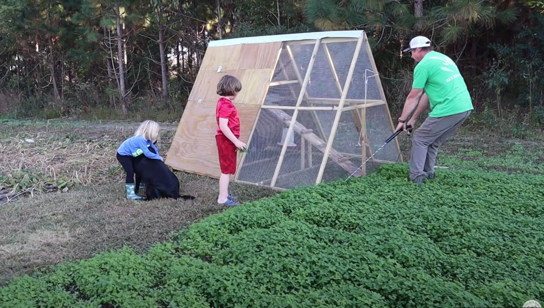 Feeding Chickens FIXatioN Balansa Clover | FIXatioN Clover